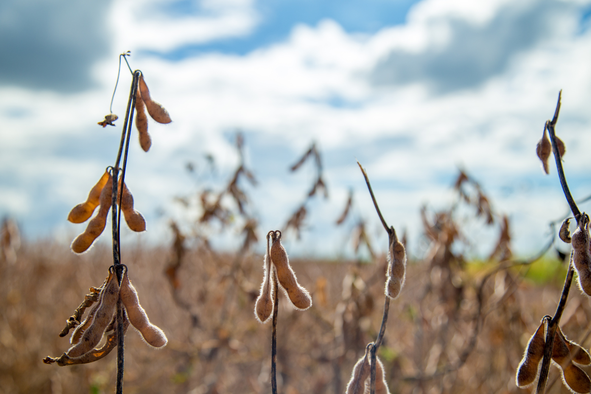 Perspectives de développement du soja - L'ARAD2