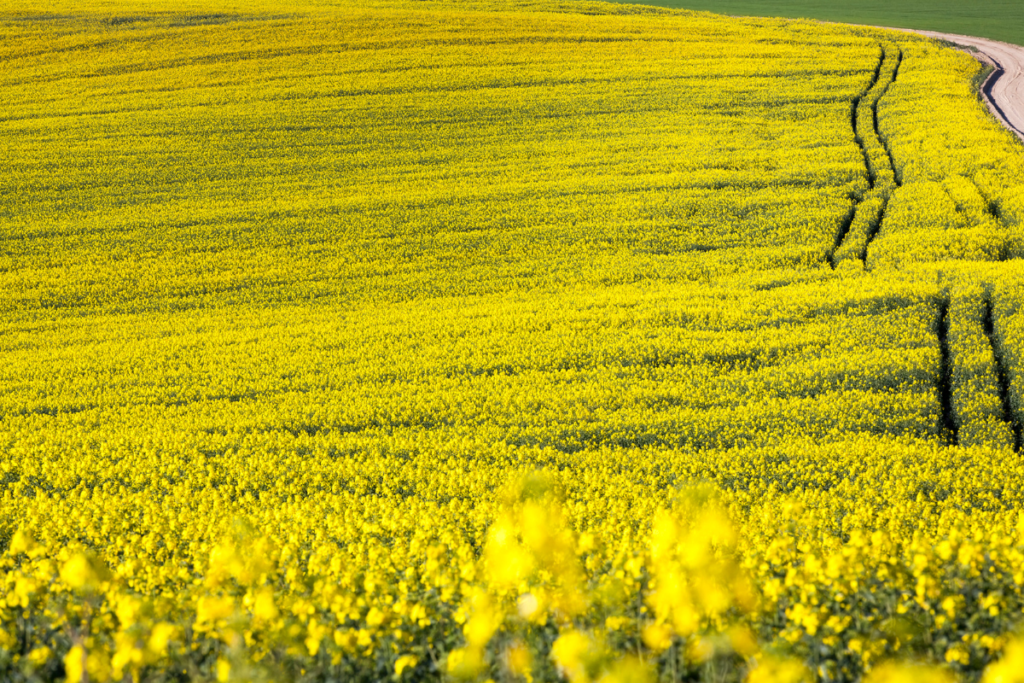 Fertilisation azotée et rendement en colza - L'ARAD2