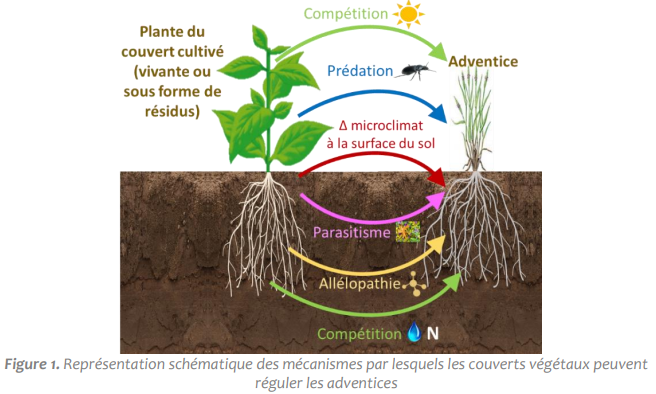 Régulation biologique des adventices par les couverts végétaux - L'ARAD2