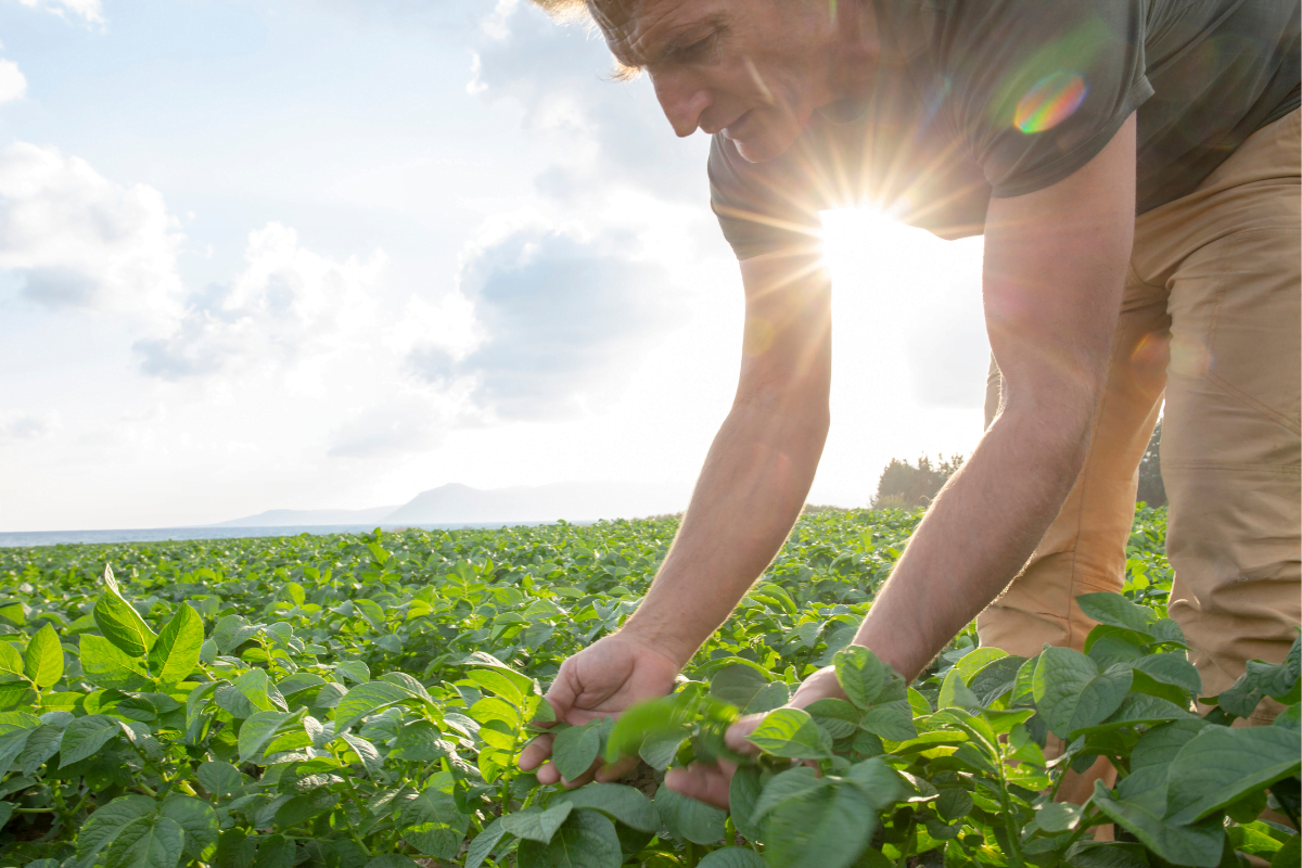Agriculture biologique 2022 - L'Atelier des études économiques