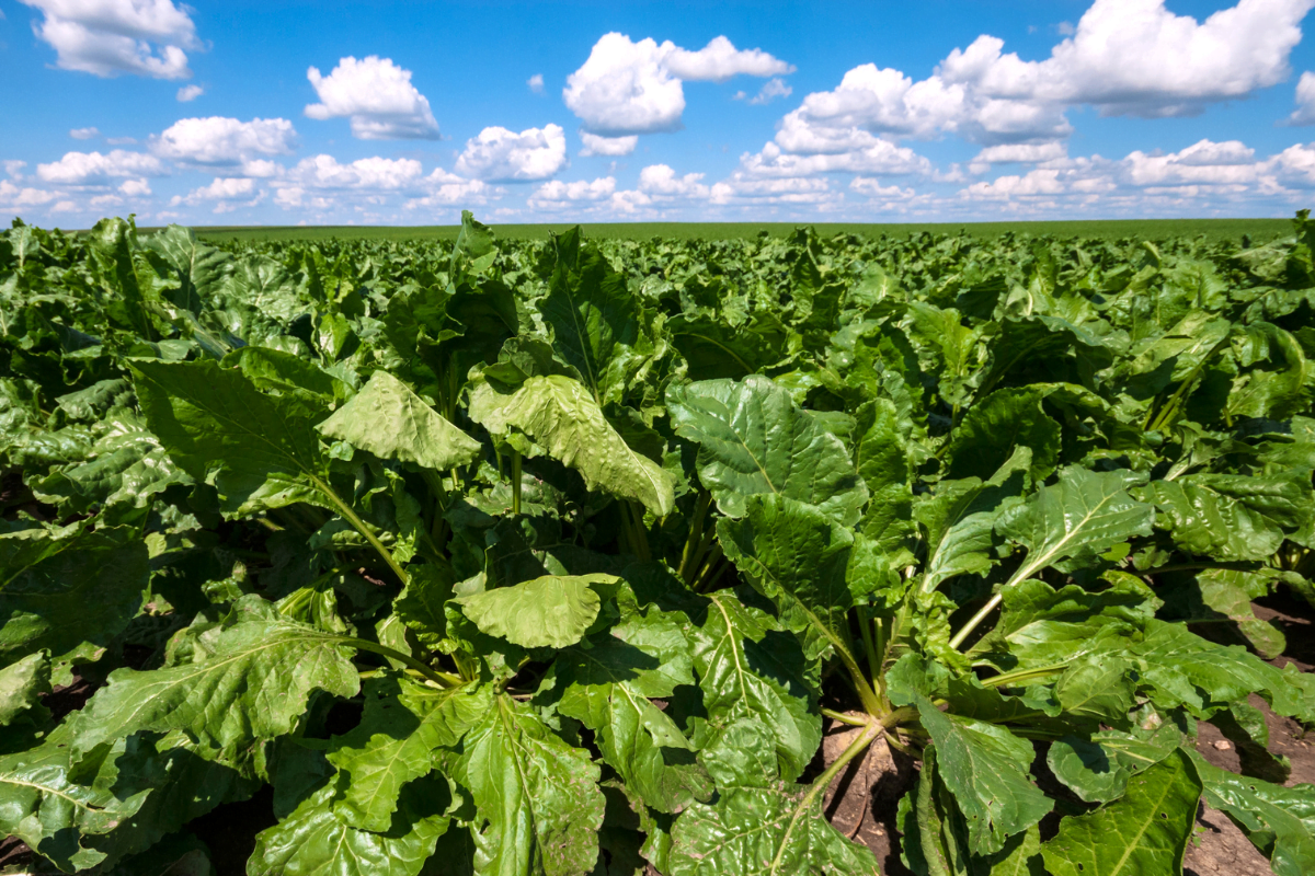 Les betteraves 2022 - L'Atelier des études économiques