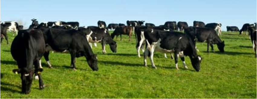 Observatoire production laitière - Campagne 2022-2023 - L'Atelier des études économiques